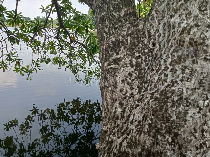Sea Mango Fruit Tree with a Unique Tree Bark Texture Stock Photo ...