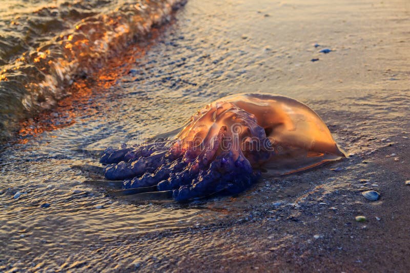 Sea. Medusa near the shore stock image. Image of swimming - 64854171