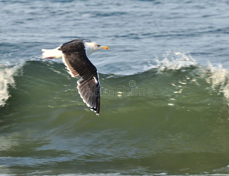 Sea-mew stock image. Image of water, ocean, autumn, bird - 18200415
