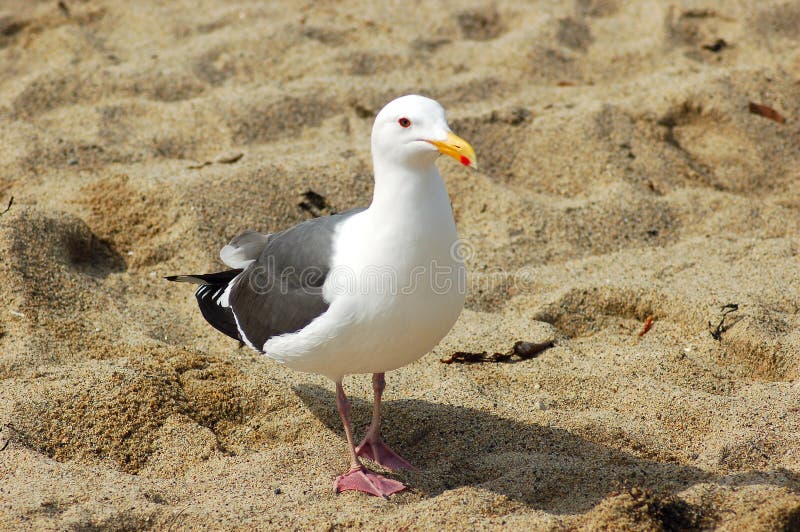 Sea mew stock image. Image of albatross, finch, seagull - 65884265