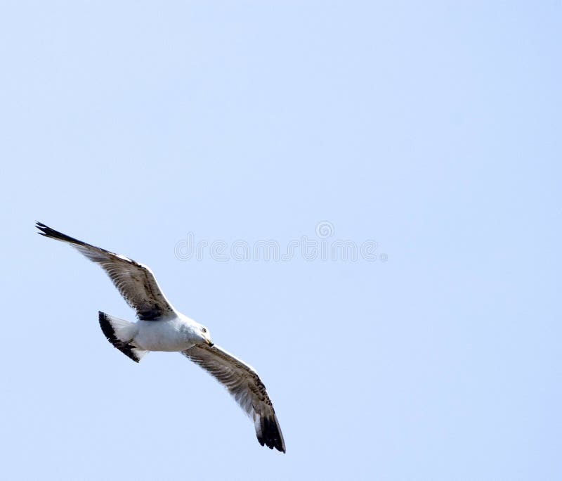 Sea-mew at the sky stock image. Image of skies, bird, animal - 940273
