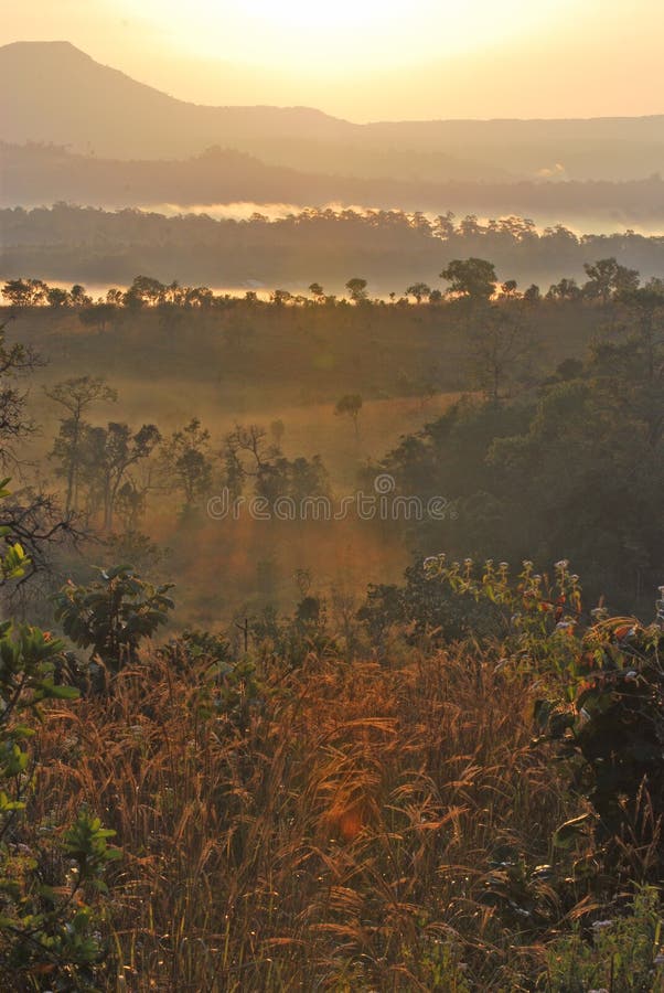 Sea mist stock photo. Image of travel, north, tree, mountain - 23255624