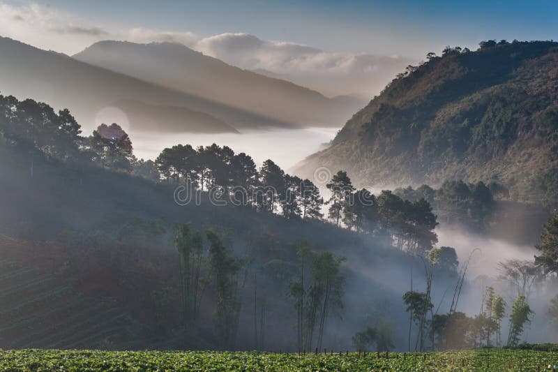 Sea of mist stock photo. Image of fresh, estate, landscape - 27090968