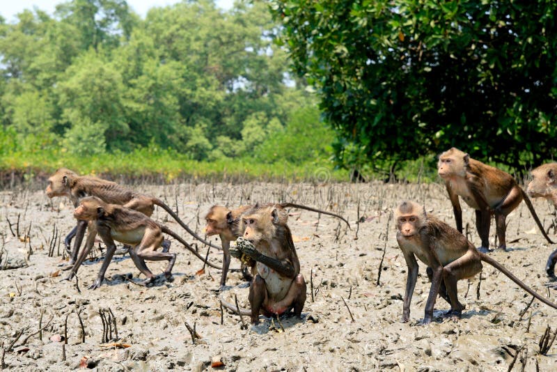 Sea monkey stock photo. Image of captive, asia, brown - 14294548