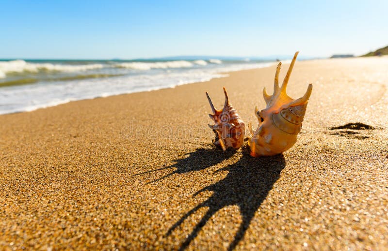 Landscape with Shells on Tropical Beach Near Shorebreak Waves, Lipe ...