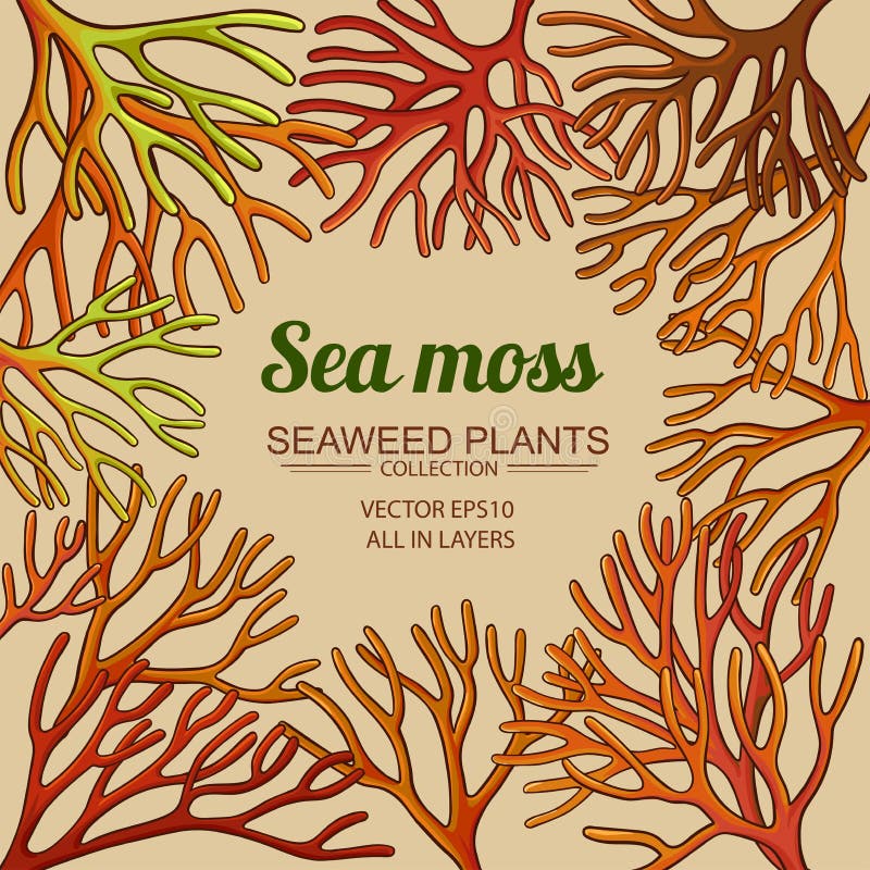 Sea Moss Stock Illustrations – 2,971 Sea Moss Stock Illustrations ...