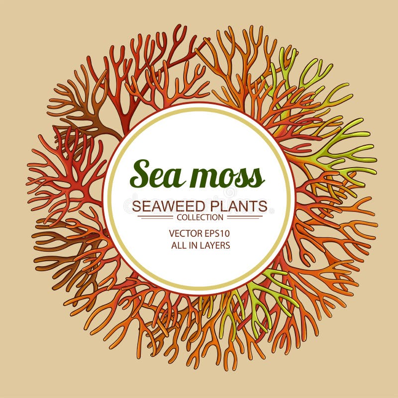 Sea Moss Stock Illustrations – 1,353 Sea Moss Stock Illustrations ...