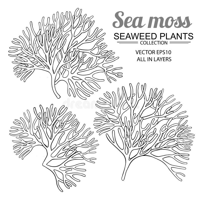 Sea Moss Stock Illustrations – 1,353 Sea Moss Stock Illustrations ...