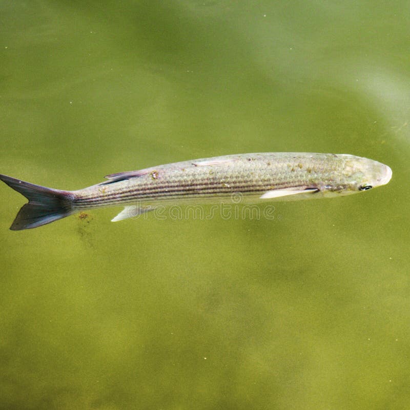 Sea Mullet stock image. Image of water, marina, mullet - 120682013