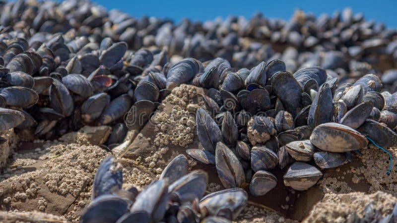 Sea muscles on rocks stock photo. Image of dinner, fish - 70567514