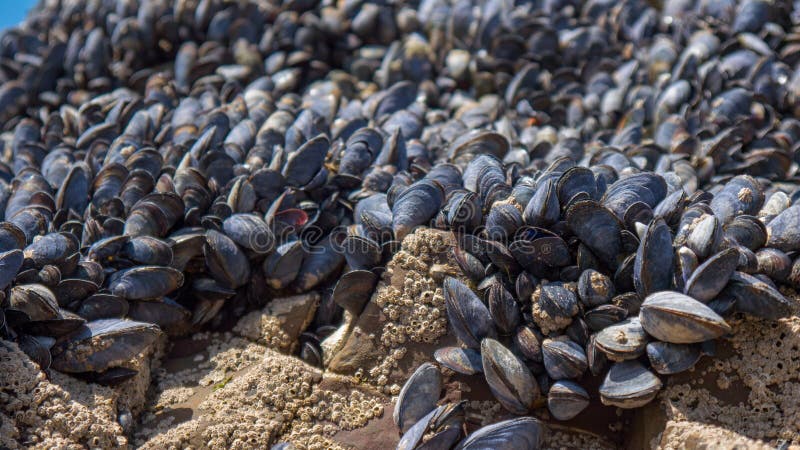 Sea muscles on rocks stock photo. Image of dinner, fish - 70567514