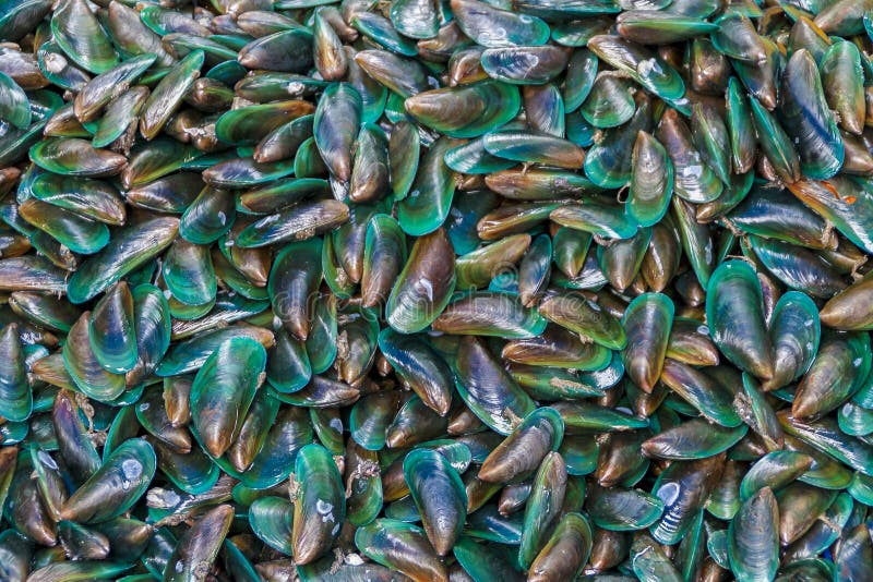 Sea mussels stock photo. Image of food, animals, color - 28084460