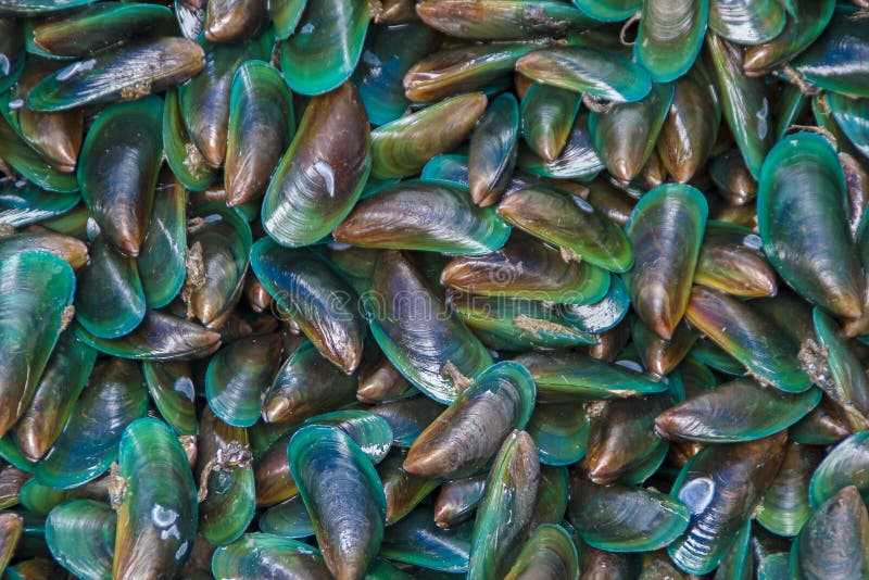 Sea mussels stock image. Image of animal, creature, colorful - 28084473