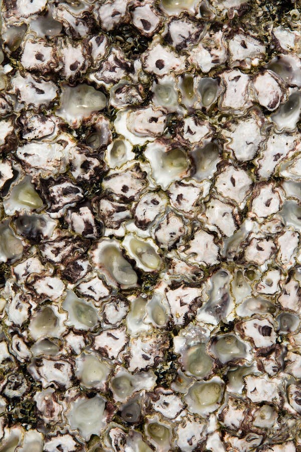 Sea Mussels fossil on Rock stock image. Image of texture - 19188575