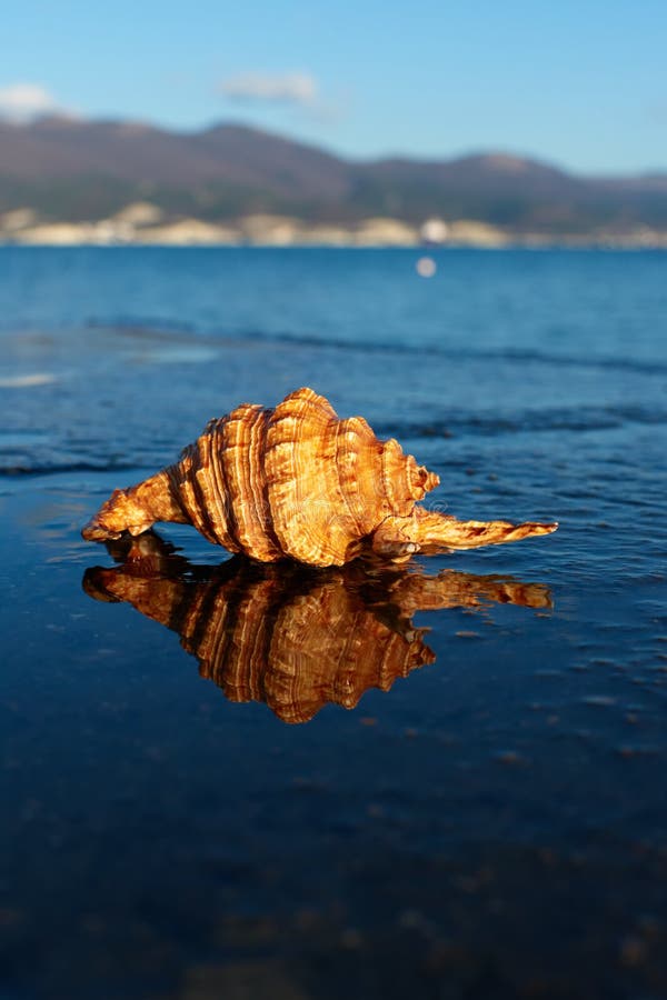 Shell on the Seashore in Reflection Stock Image - Image of ocean ...