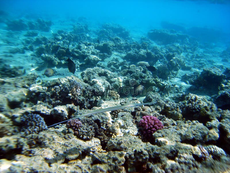 Sea Needle Picture. Image: 4807793