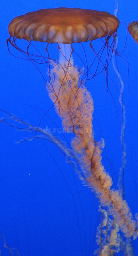 Sea Nettle Picture. Image: 84930142