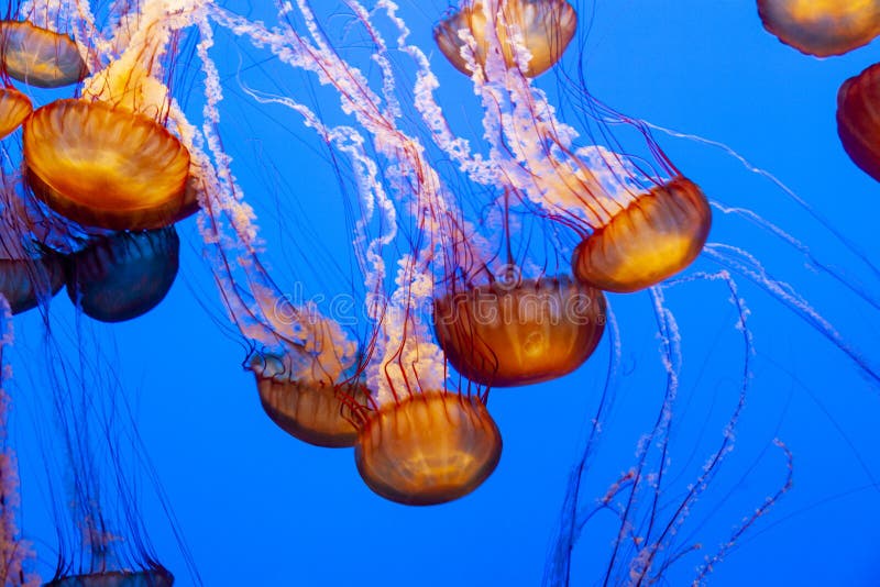 Red Sea Nettles Stock Photos - Free & Royalty-Free Stock Photos from ...