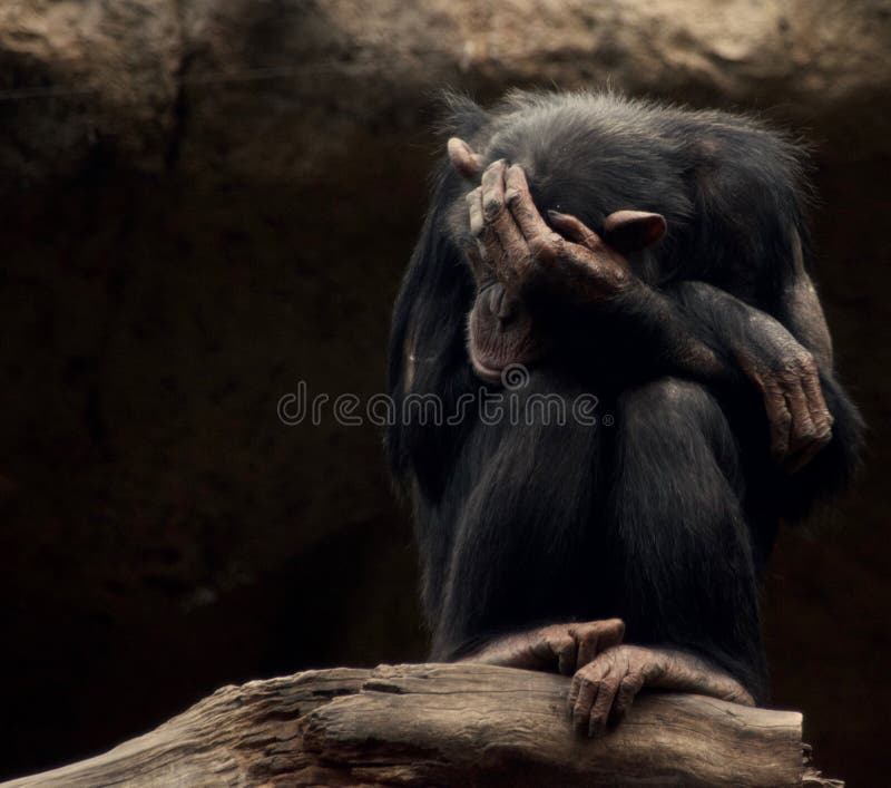 Sea no evil stock image. Image of evil, branch, sitting - 94145787