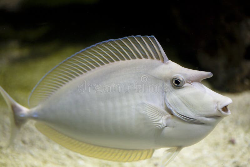 Sea nose fish stock photo. Image of marine, saltwater - 7409426