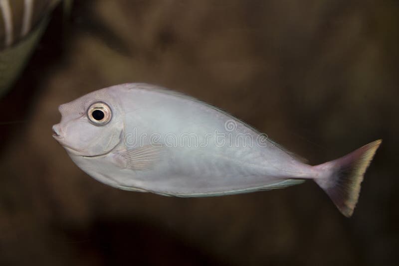 Sea nose fish stock photo. Image of water, saltwater, creature - 7410942