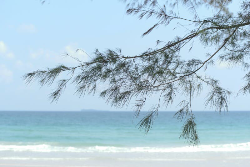 Sea Oak on the beach. stock photo. Image of branch, plant - 93773654