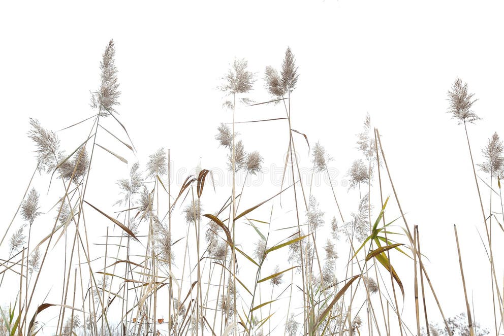 Sea Oats stock photo. Image of shore, root, oats, saline - 11777412