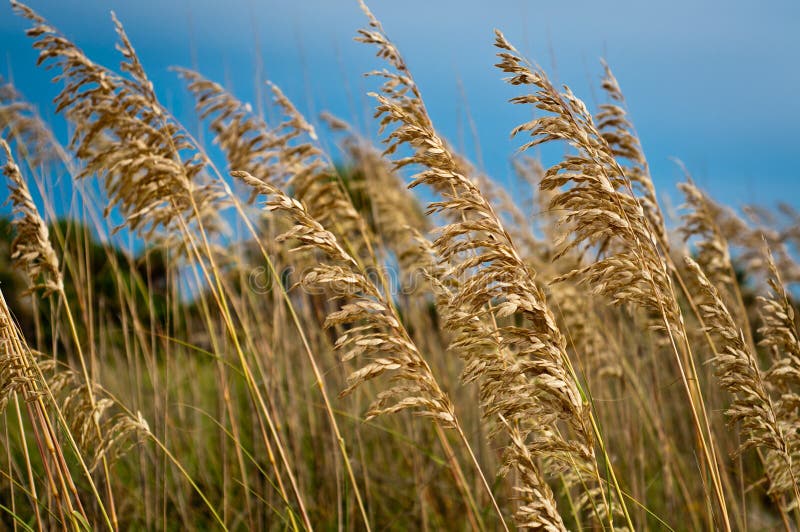 Sea Oats stock photo. Image of beach, island, shoreline - 24628222