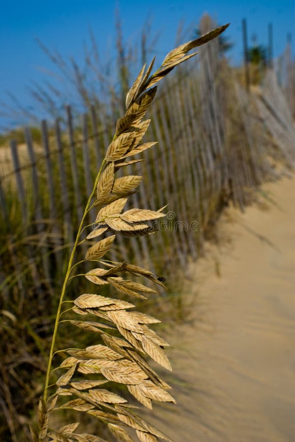 Sea Oats stock photo. Image of fence, beach, blue, brown - 25924424