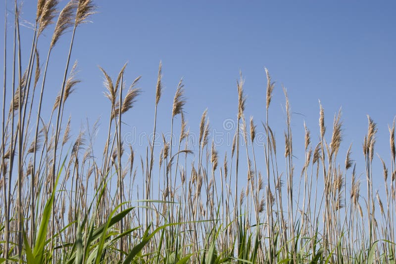 Sea Oats stock photo. Image of shore, root, oats, saline - 11777412