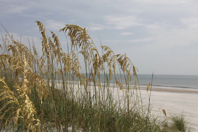 Sea oats on a beach stock photo. Image of oats, atlantic - 215513412
