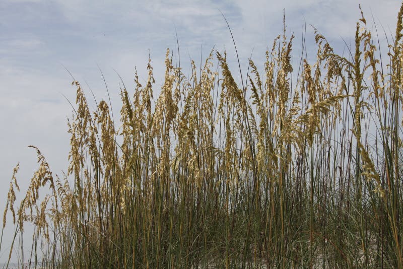 Sea oats on a beach stock photo. Image of oats, atlantic - 215513412