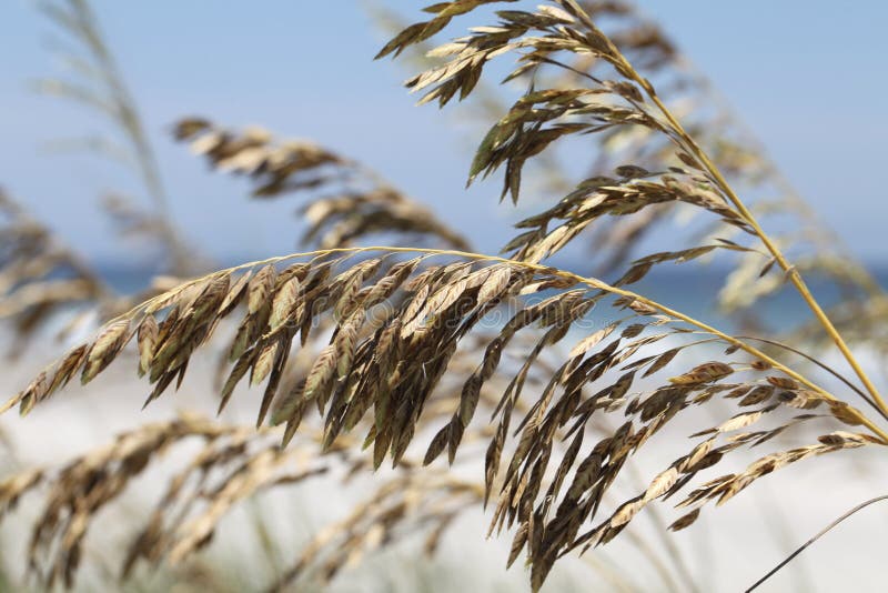 Sea oats stock image. Image of nature, water, dunes - 114289467