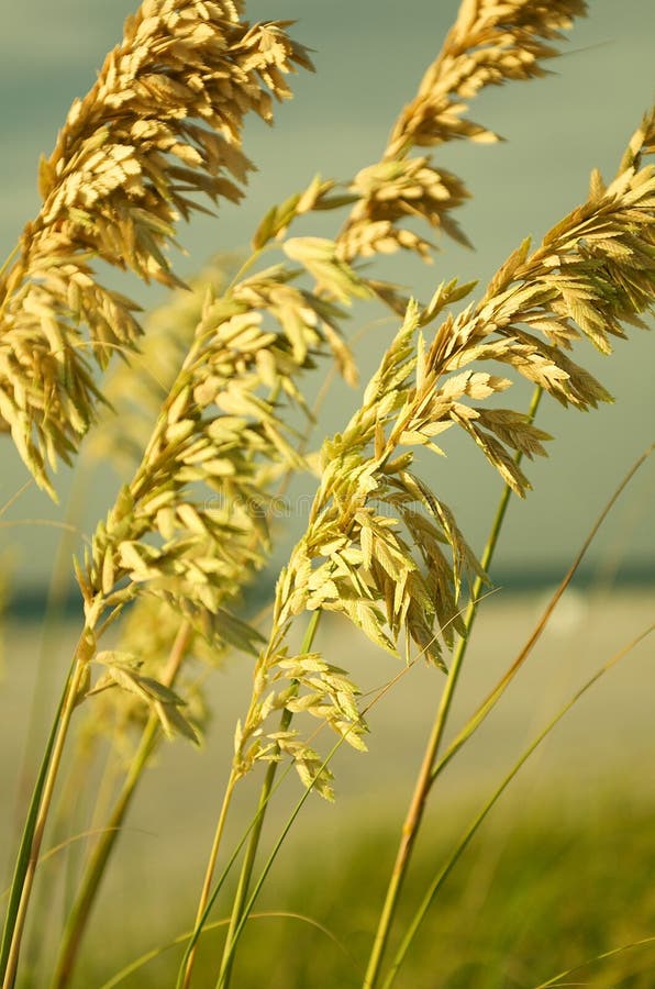 Sea Oats II stock photo. Image of coast, beachgrass, coastlines - 7573604