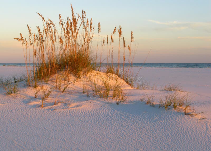 Sea Oats, Sand and Sunset on the Gulf Coast Stock Photo - Image of ...