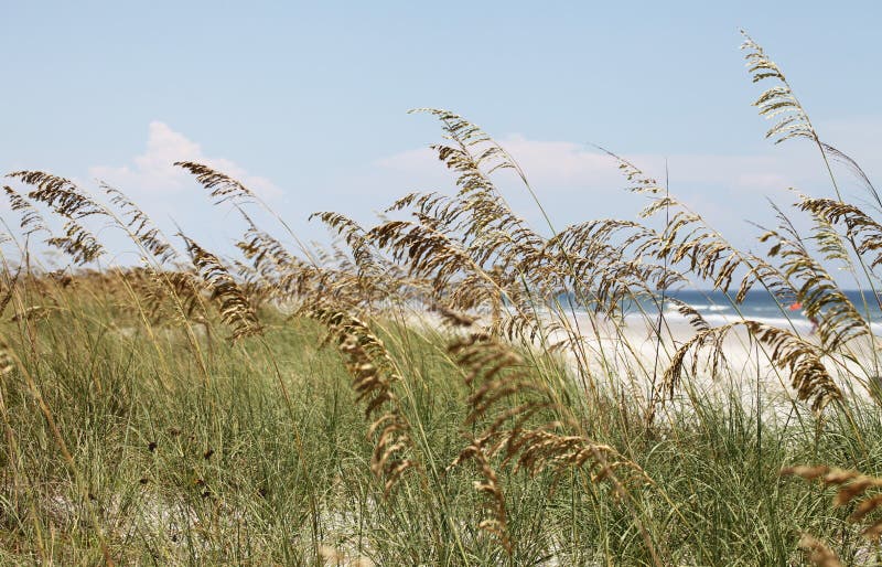 Sea oats on a beach stock photo. Image of oats, atlantic - 215513412
