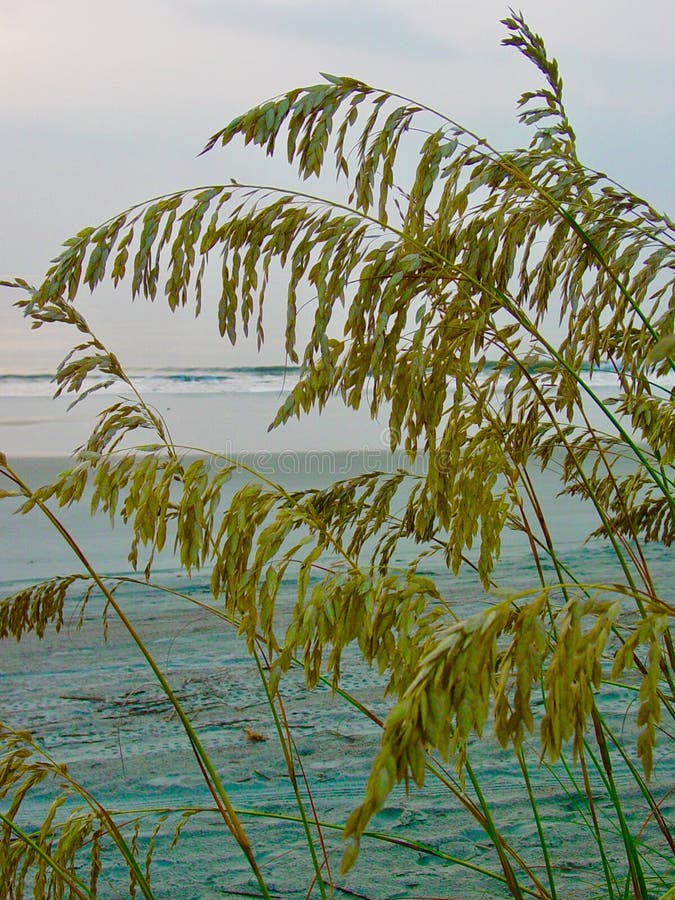 Sea oats at sunset stock image. Image of vegetation - 105238979