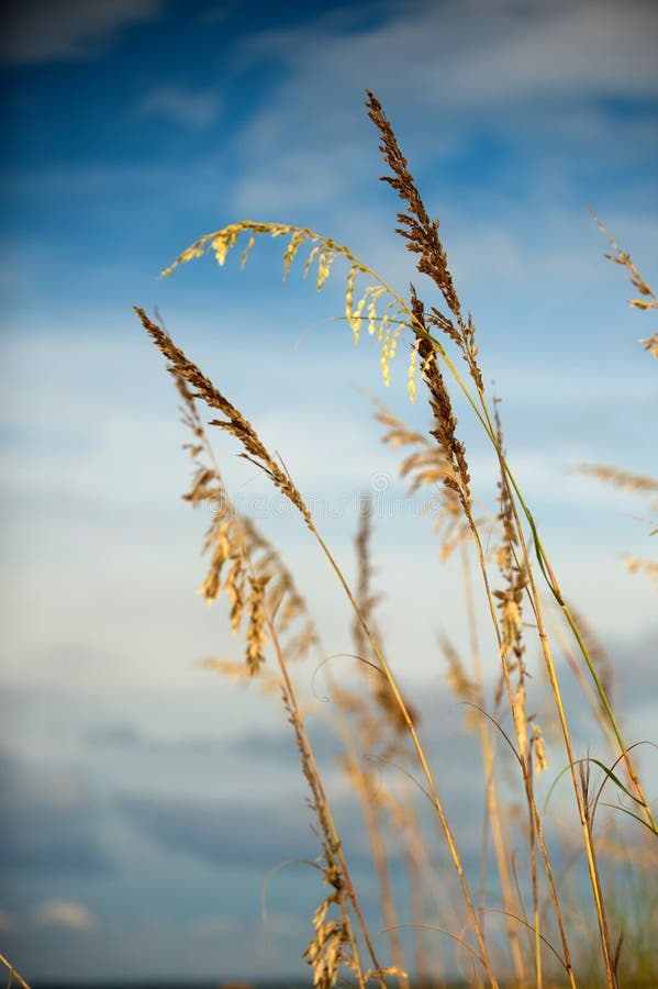 Sea Oats stock photo. Image of shore, root, oats, saline - 11777412