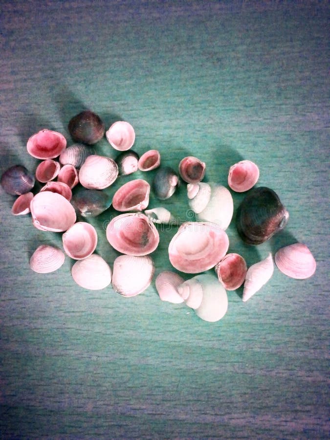 Sea Conch and Red Oysters stock image. Image of object - 60727119