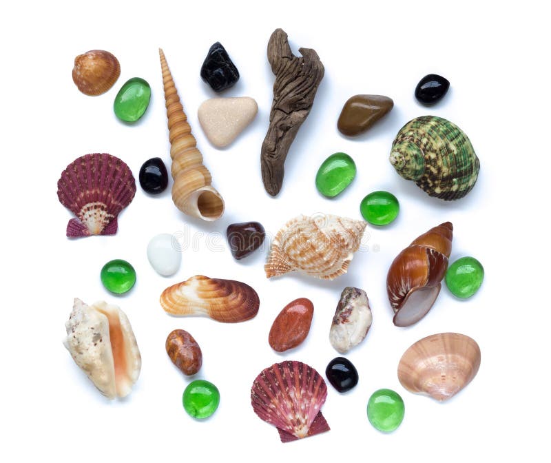 Group of ocean objects stock photo. Image of scallop, ocean - 2609424