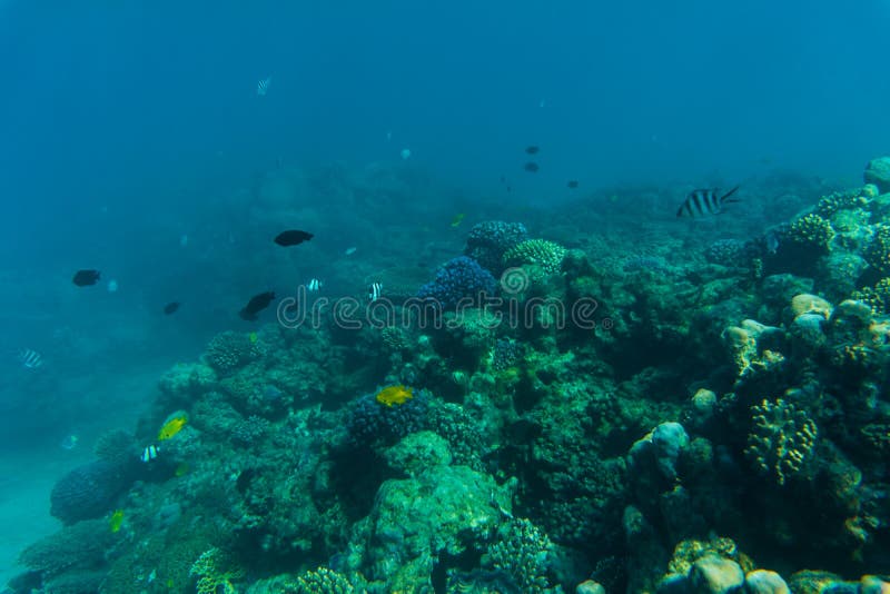 Sea or Ocean Underwater Coral Reef. Summer Vocation Stock Photo - Image ...