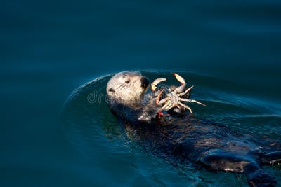 Sea Otter stock image. Image of mammal, feet, animal - 25228839