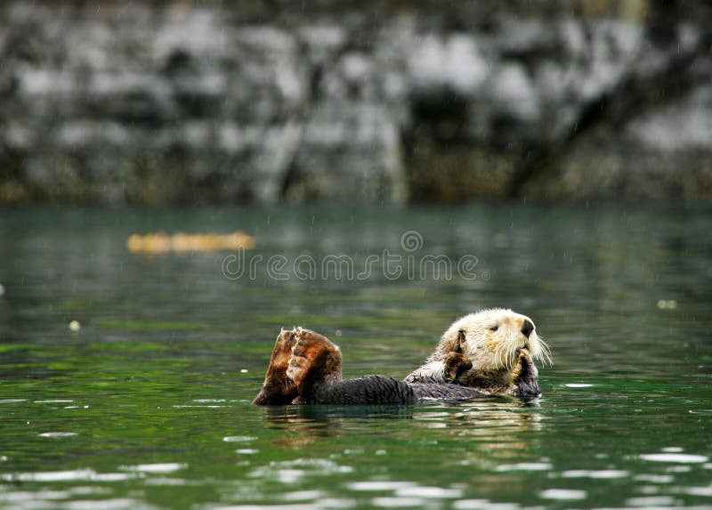 Sea Otter stock image. Image of mammal, feet, animal - 25228839