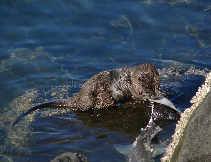 Otter eating stock image. Image of marsh, lutrinae, otter - 48352353
