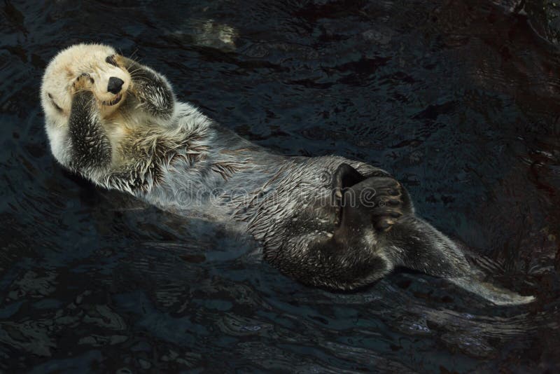 Sea otter Enhydra lutris stock photo. Image of life - 147745736