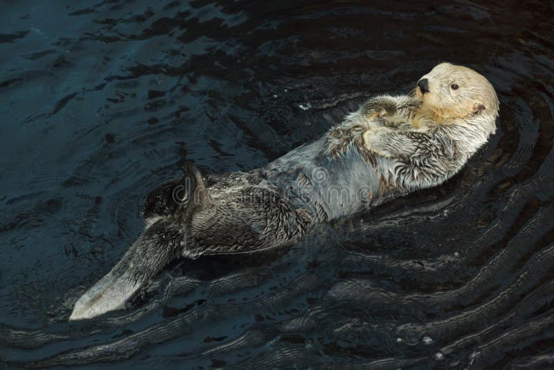 Sea otter Enhydra lutris stock photo. Image of mustela - 150638316
