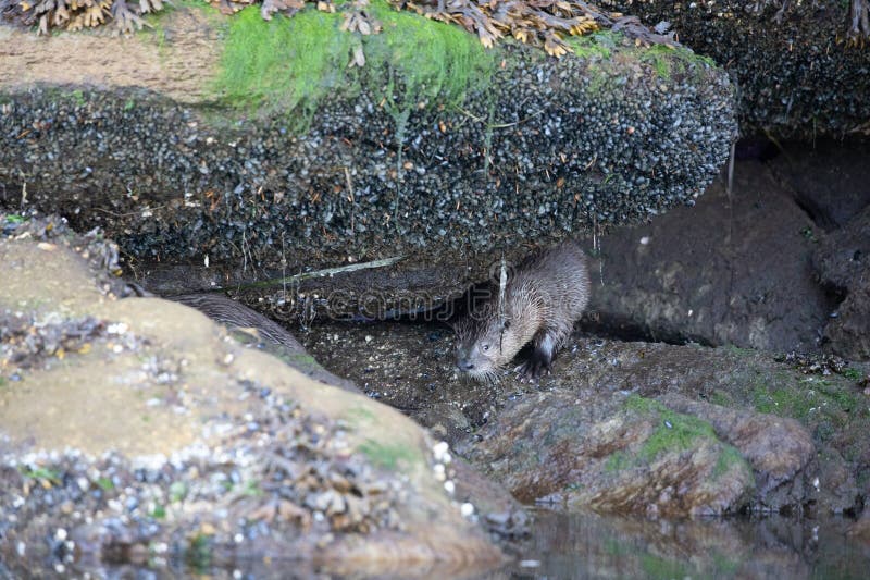 Sea Otter Hiding among Algae Covered Rocks Stock Photo - Image of ...