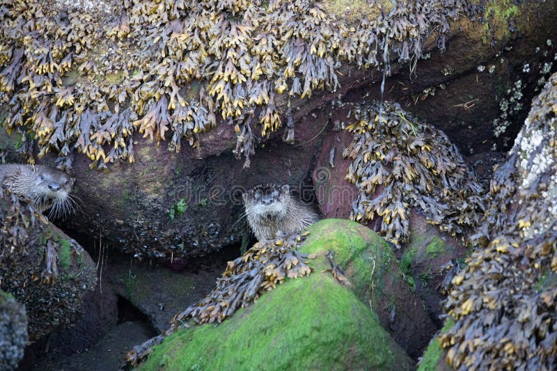 Sea Otter Hiding among Algae Covered Rocks Stock Image - Image of ...