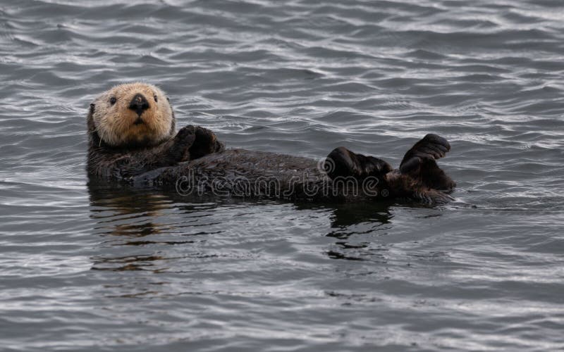 Sea Otter Lying on Its Back in the Sea Close To Adak Islands Stock ...