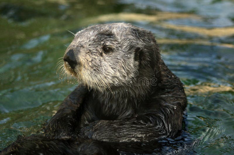 White sea otter stock photo. Image of ocean, brown, portrait - 12499488